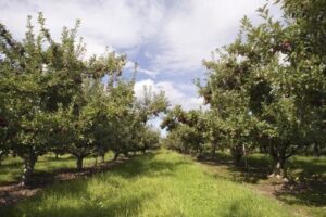 VISIT THE FARM – Blue Jay Orchards