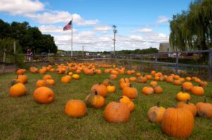 VISIT THE FARM – Blue Jay Orchards