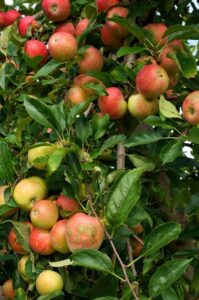 VISIT THE FARM – Blue Jay Orchards