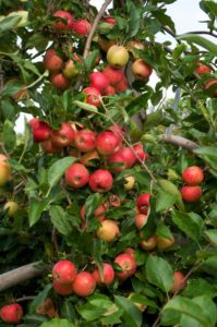 VISIT THE FARM – Blue Jay Orchards