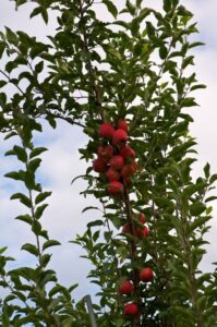 VISIT THE FARM – Blue Jay Orchards