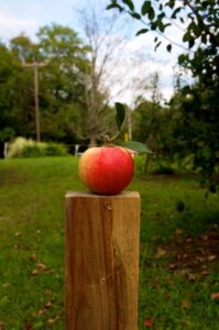 VISIT THE FARM – Blue Jay Orchards