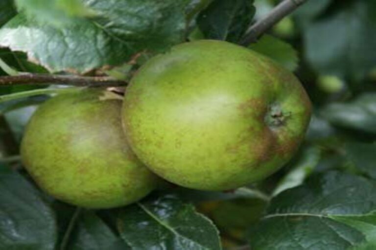 Blue Jay Orchards – Farmers Market Orchard Agriculture