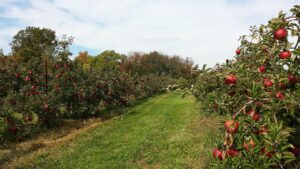 VISIT THE FARM – Blue Jay Orchards