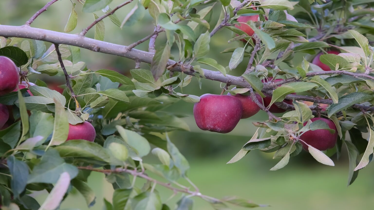 VISIT THE FARM – Blue Jay Orchards