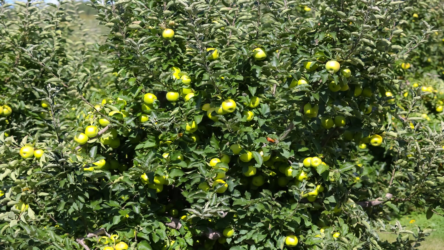 VISIT THE FARM – Blue Jay Orchards